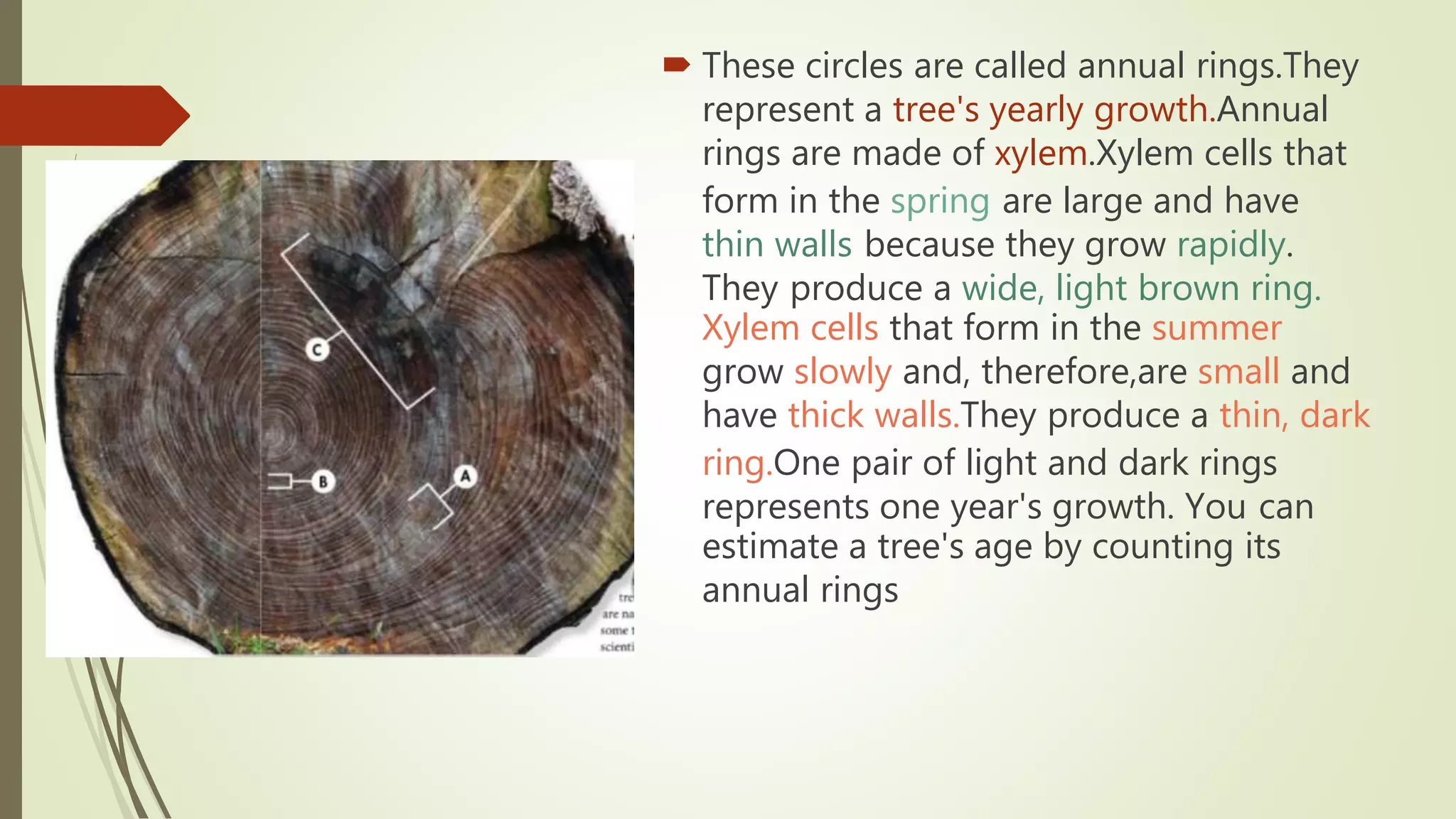 Stem Structure grade 6 Science | PPTX