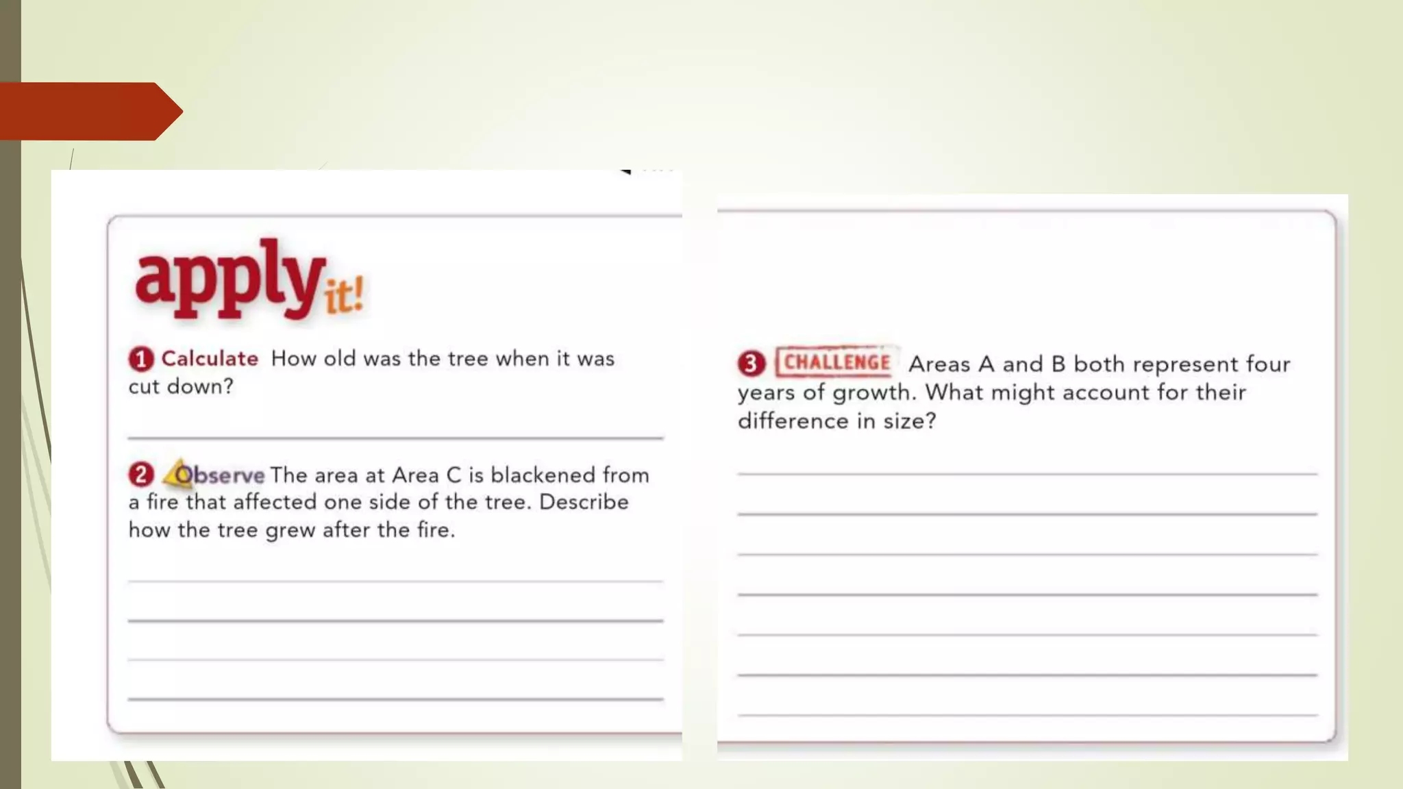 Stem Structure grade 6 Science | PPTX
