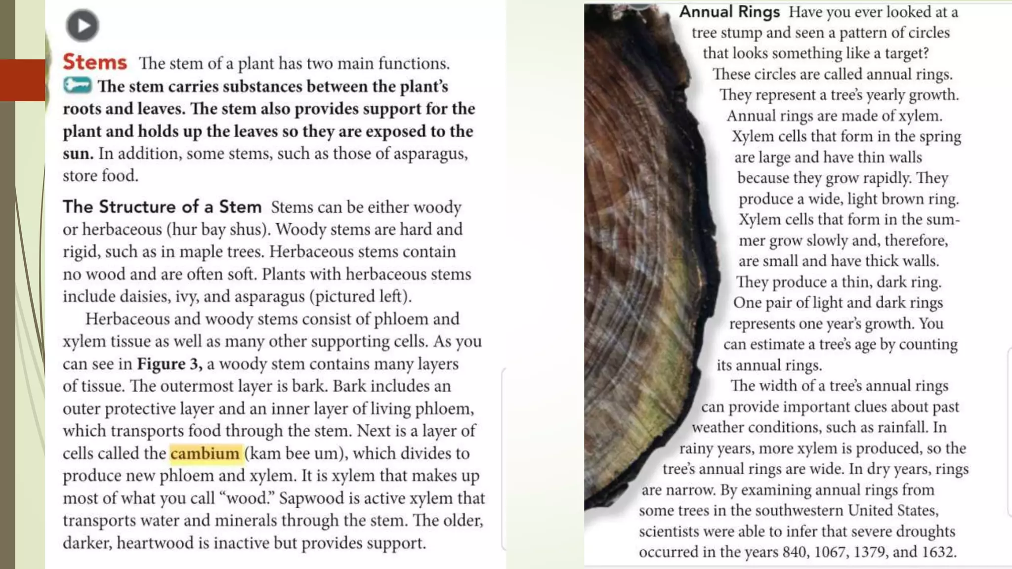 Stem Structure grade 6 Science | PPTX