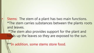Stem Structure grade 6 Science | PPTX | Gardening | Home & Garden