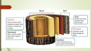 Stem Structure grade 6 Science | PPTX