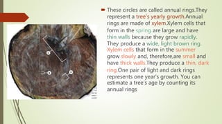 Stem Structure grade 6 Science | PPTX