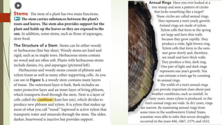 Stem Structure grade 6 Science | PPTX