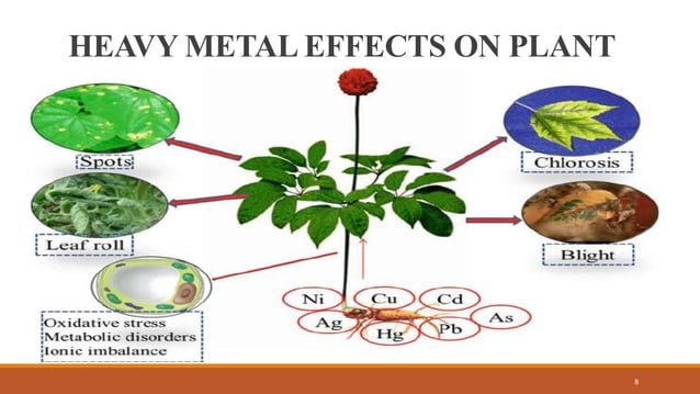 Chelate Assisted Phytoextraction | PPTX