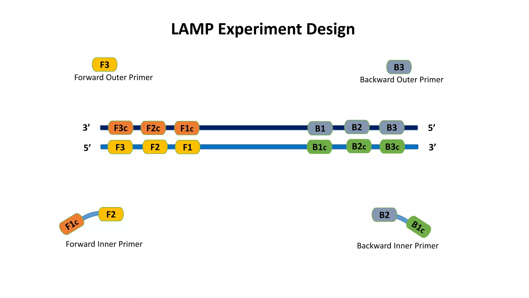 Loop Mediated Isothermal Amplification (LAMP) | PPTX