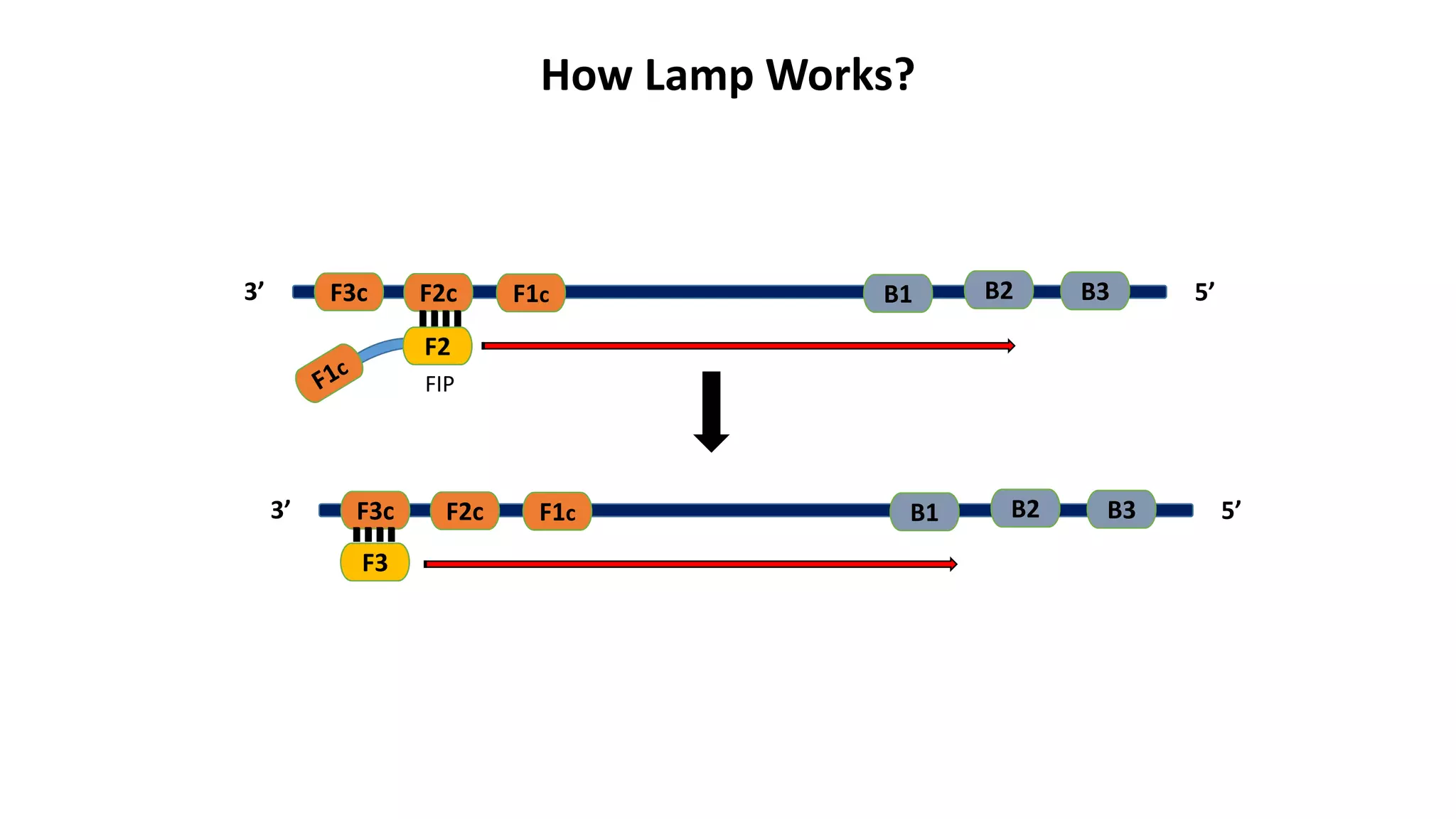 Loop Mediated Isothermal Amplification (LAMP) | PPTX