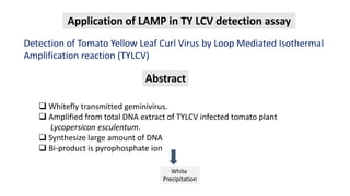 Loop Mediated Isothermal Amplification (LAMP) | PPTX