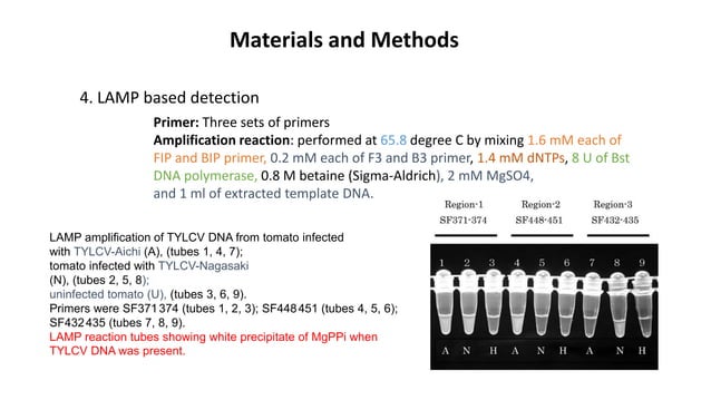 Loop Mediated Isothermal Amplification (LAMP) | PPTX