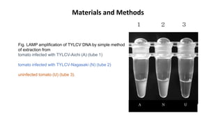 Loop Mediated Isothermal Amplification (LAMP) | PPTX