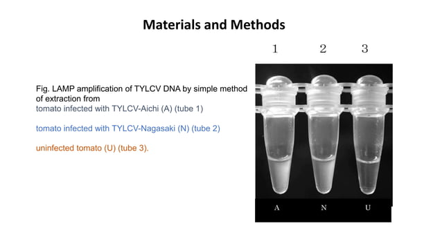 Loop Mediated Isothermal Amplification (LAMP) | PPTX