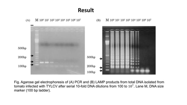 Loop Mediated Isothermal Amplification (LAMP) | PPTX
