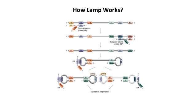 Loop Mediated Isothermal Amplification Lamp