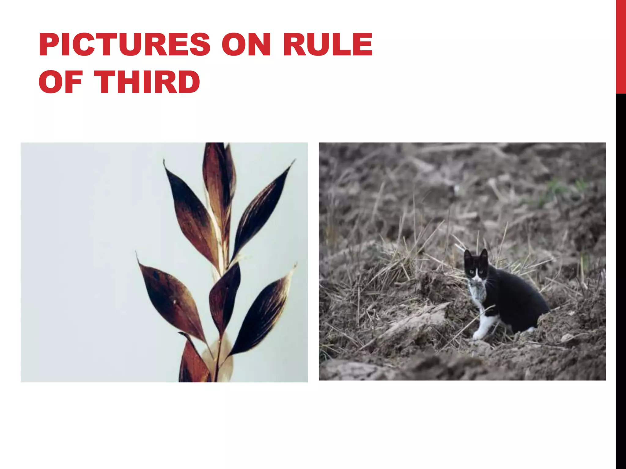 Rule of Thirds | PPTX