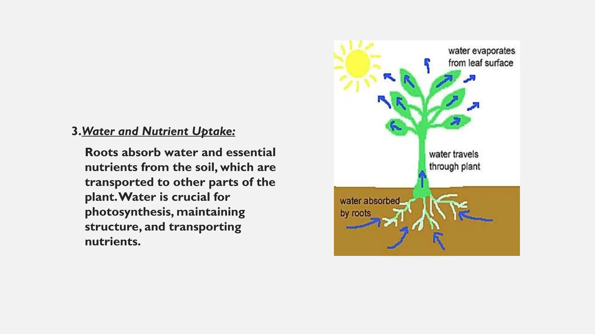 Presentation-2-1 How do plants survive.pptx