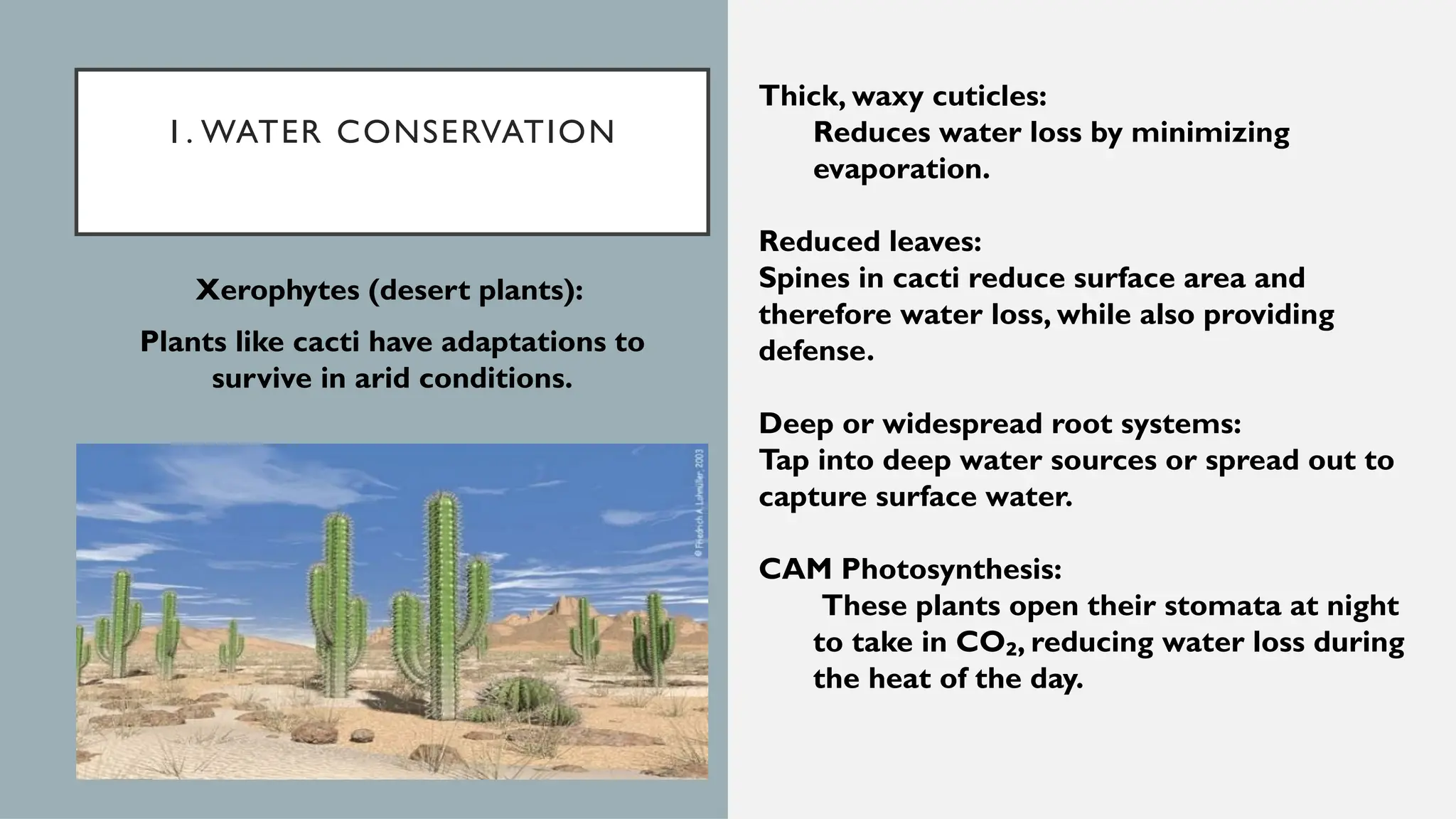Presentation-2-1 How do plants survive.pptx