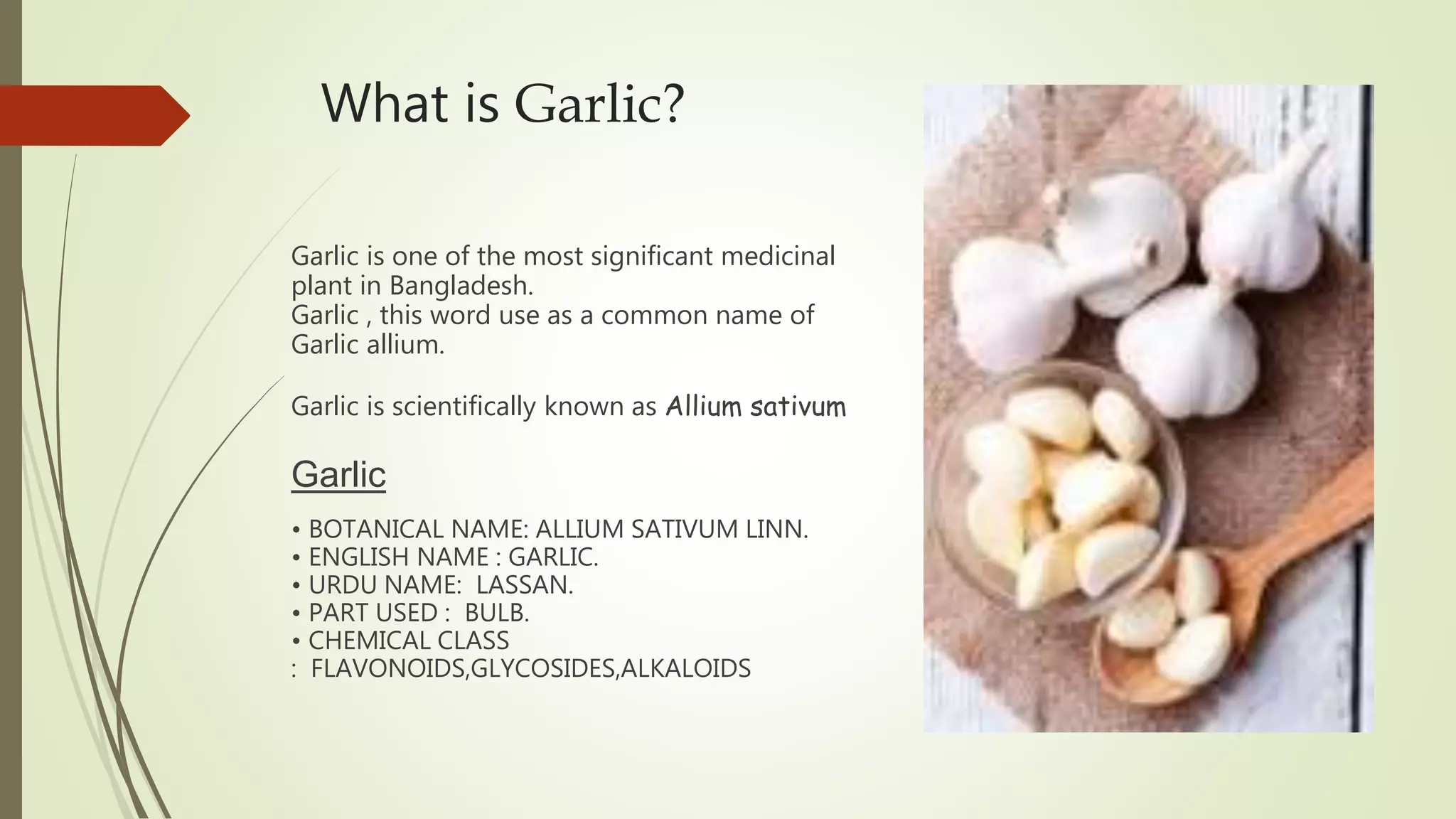 medicinal plant of bangladesh-GARLIC | PPTX | Herbs and Supplements | Alternative Medicine