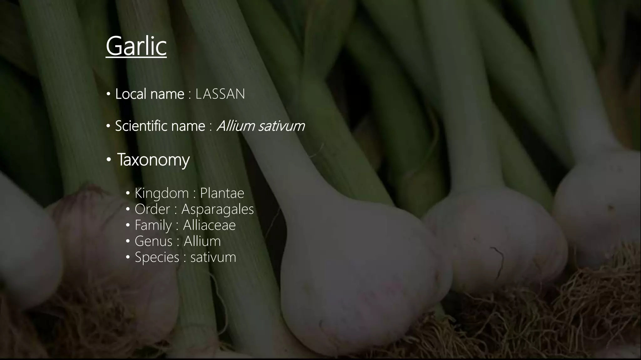medicinal plant of bangladesh-GARLIC | PPTX | Herbs and Supplements | Alternative Medicine
