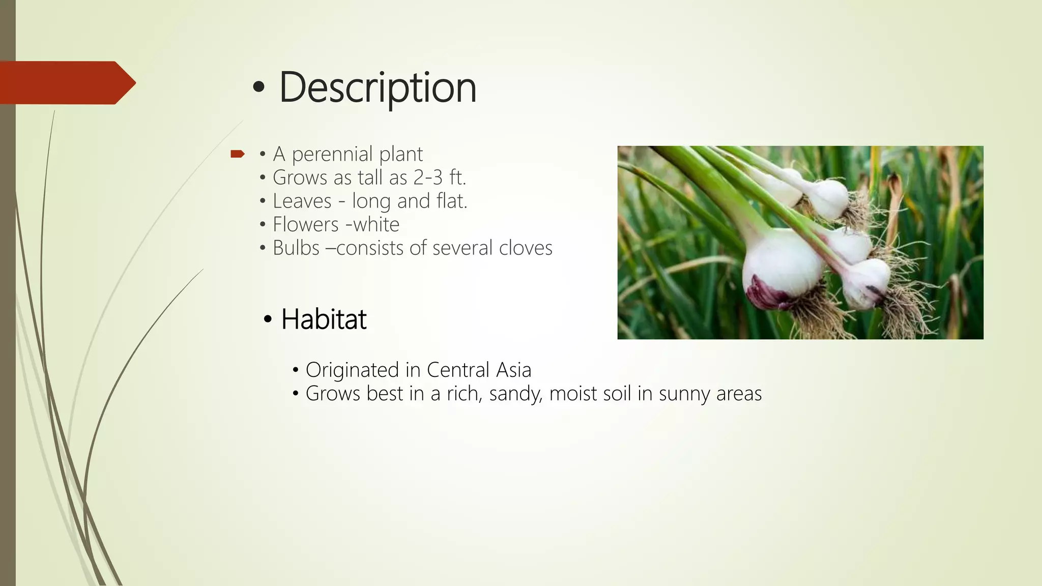 medicinal plant of bangladesh-GARLIC | PPTX | Herbs and Supplements | Alternative Medicine