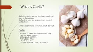 medicinal plant of bangladesh-GARLIC | PPTX