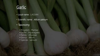 medicinal plant of bangladesh-GARLIC | PPTX