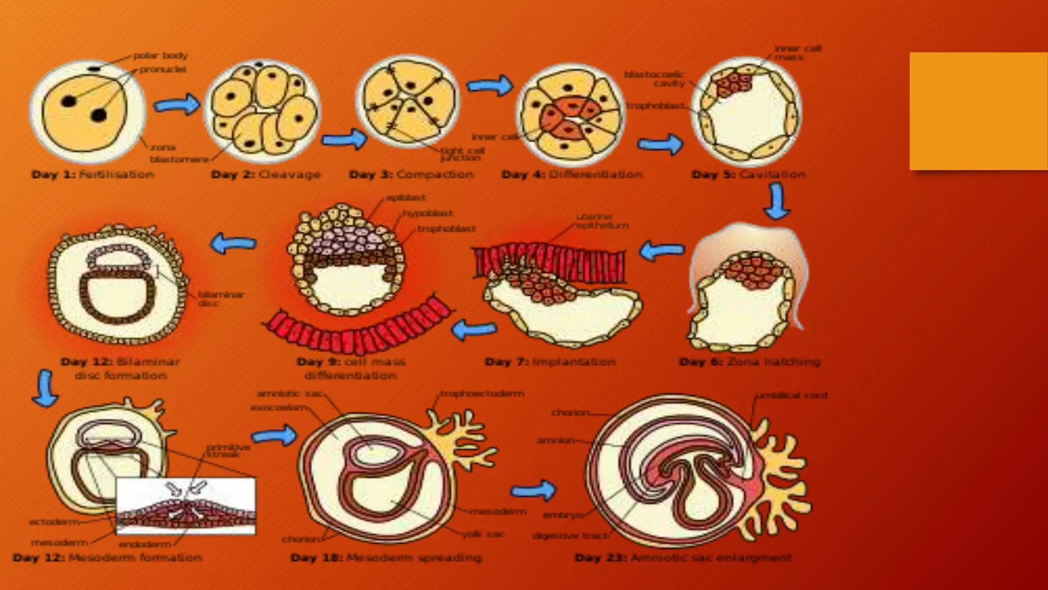 Organogenesis by which actoderm, endoderm and mesoderm developed | PPTX