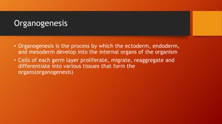 Organogenesis by which actoderm, endoderm and mesoderm developed | PPTX