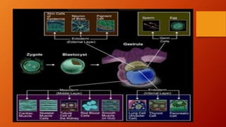 Organogenesis by which actoderm, endoderm and mesoderm developed | PPTX