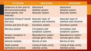 Organogenesis by which actoderm, endoderm and mesoderm developed | PPTX