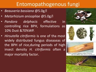 NEW CHALLENGES TO MANAGEMENT OF RESISTANCE TO NEONICOTINOIDS IN RICE ...