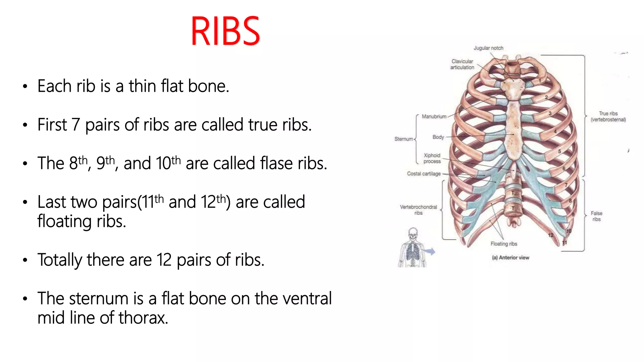 Locomotion and movement | PPTX