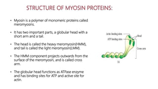 Locomotion and movement | PPTX