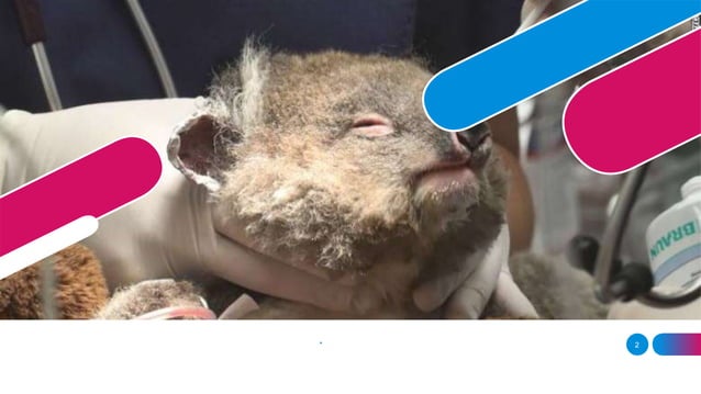 Australian Bushfire | PPT