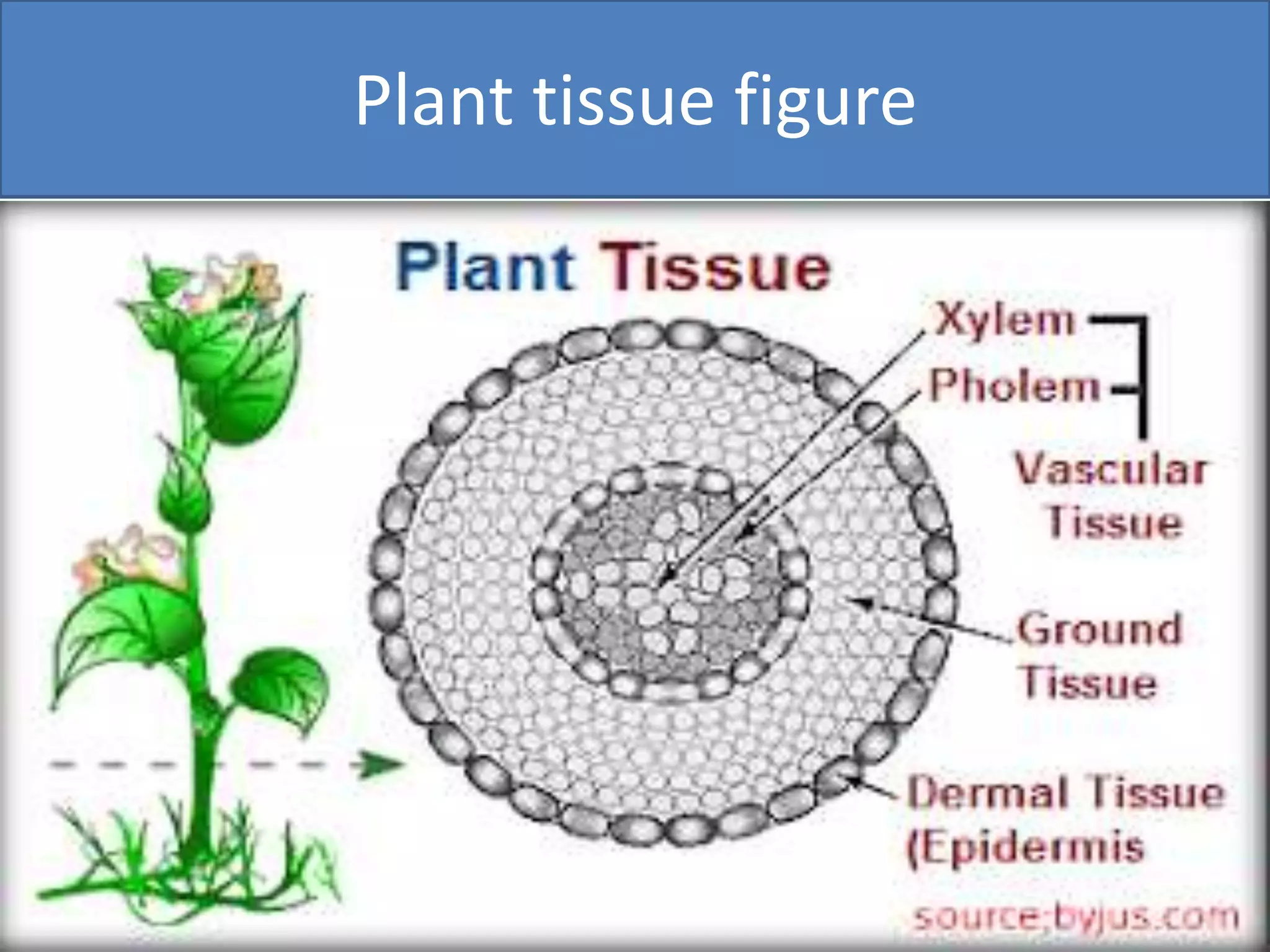 plant tissue presentation | PPTX