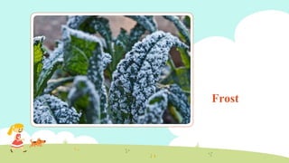 Weather Modifications | PPTX