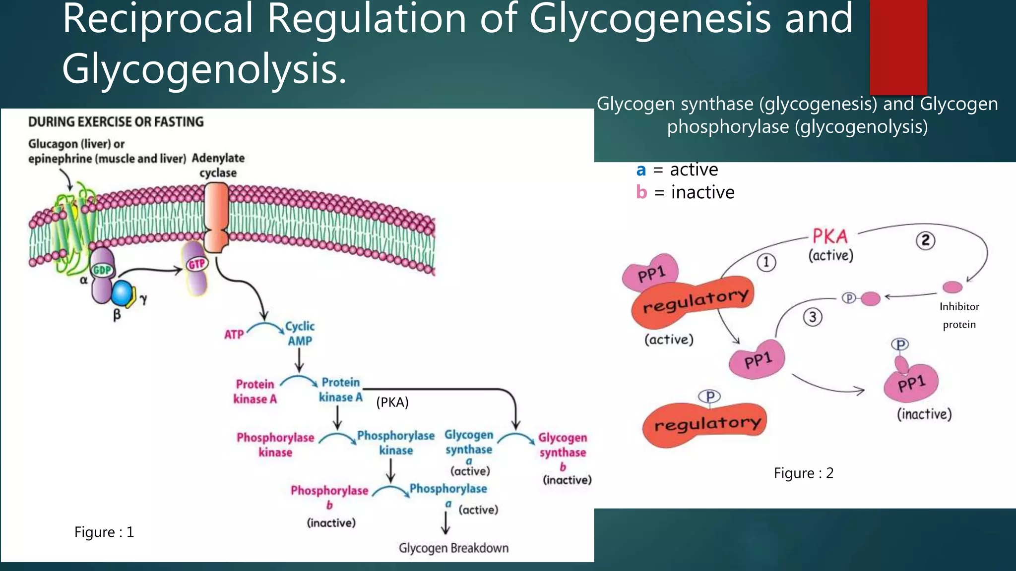 Reciprocal Regulation of Glycolysis and Gluconeogenesis; & Reciprocal ...