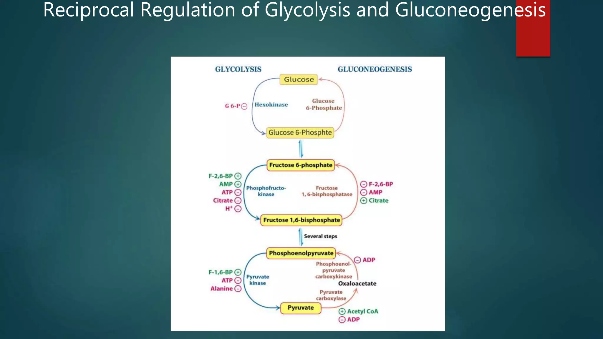 Reciprocal Regulation of Glycolysis and Gluconeogenesis; & Reciprocal ...