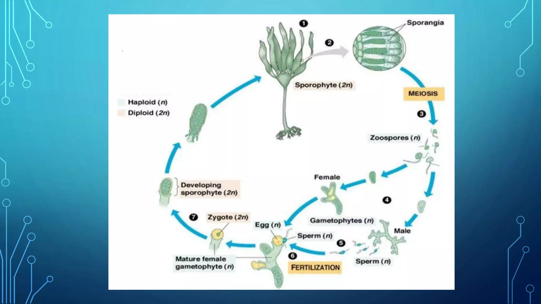 five types of life cycle in algae | PPTX