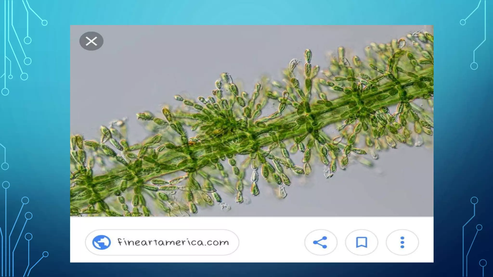 five types of life cycle in algae | PPTX