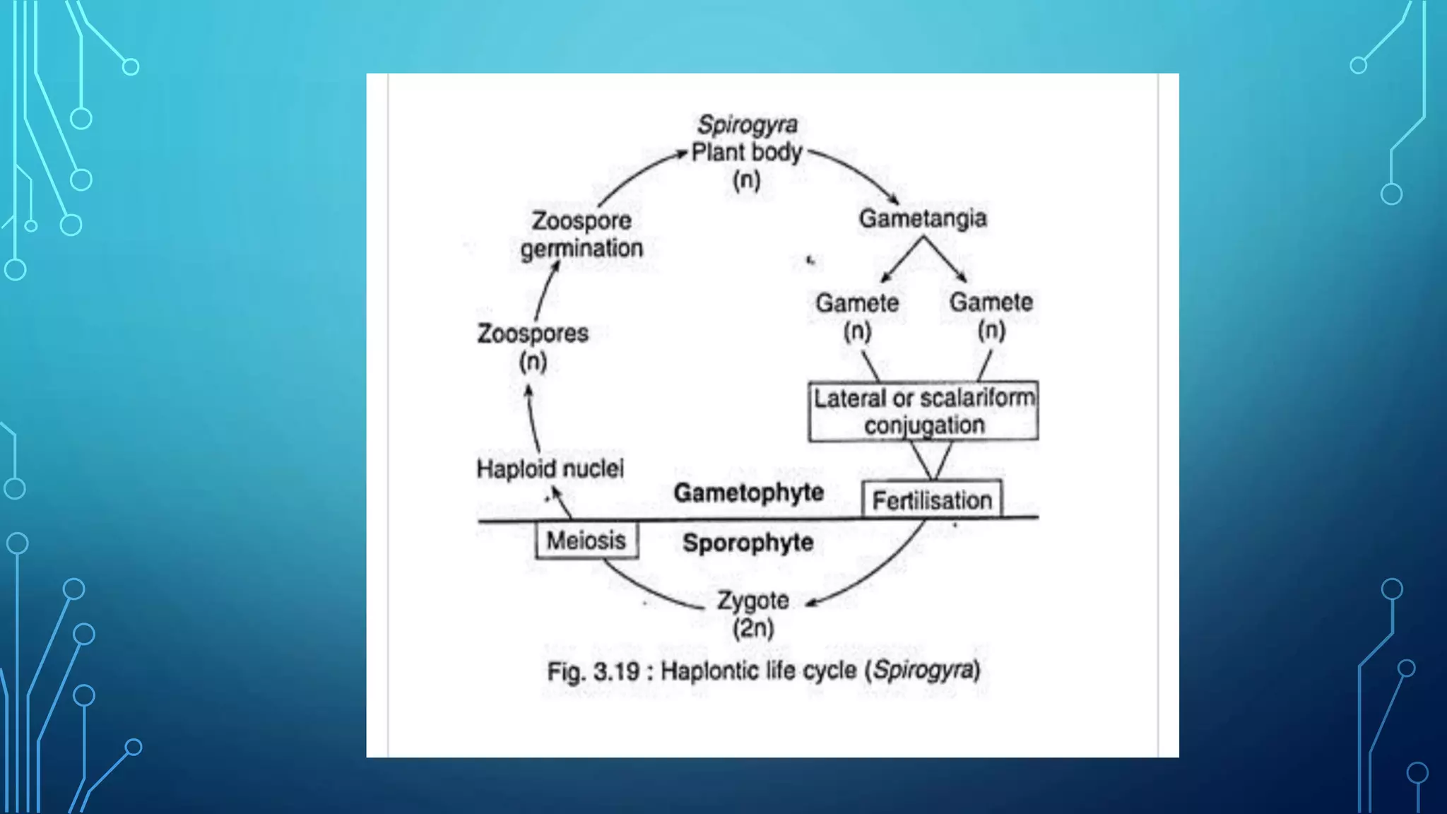 five types of life cycle in algae | PPTX