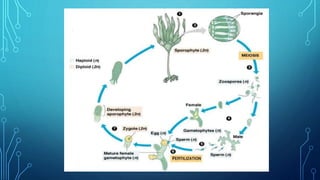 five types of life cycle in algae | PPTX