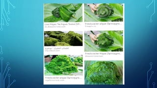 five types of life cycle in algae | PPTX