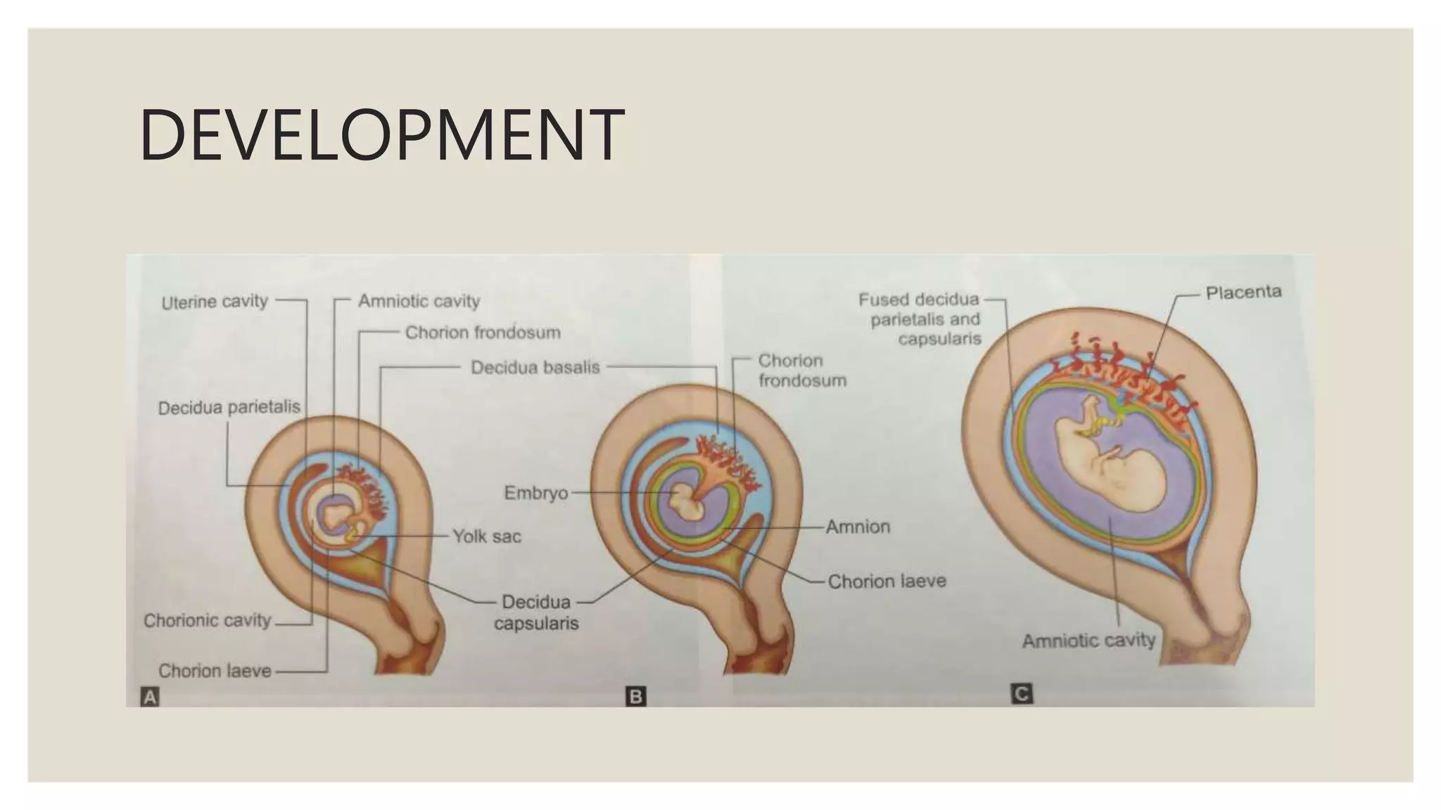 Embryo and Fetal Growth | PPTX