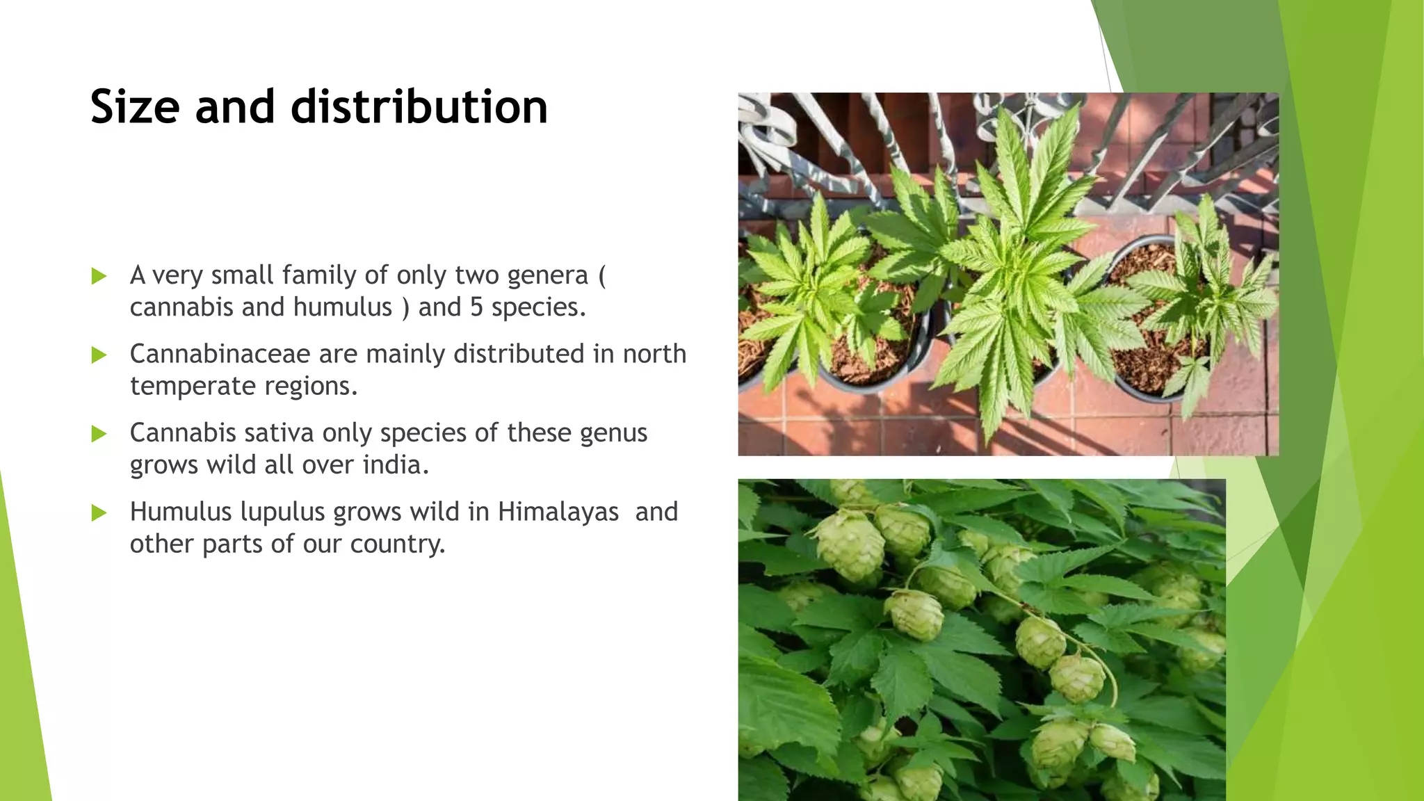 Family cannabiaceae | PPTX
