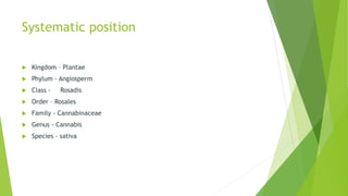 Family cannabiaceae | PPTX