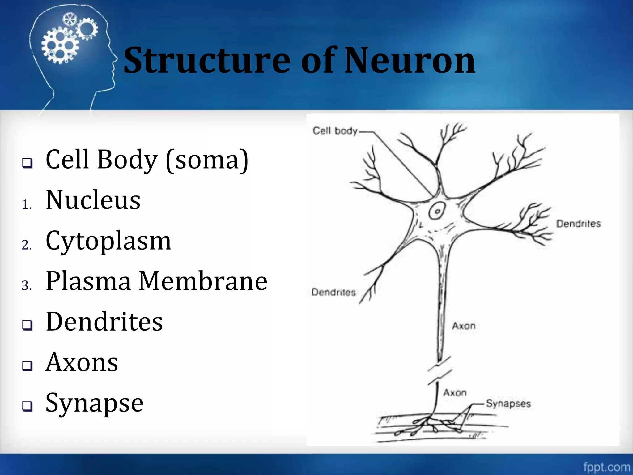 an introduction to neuropsychology | PPT