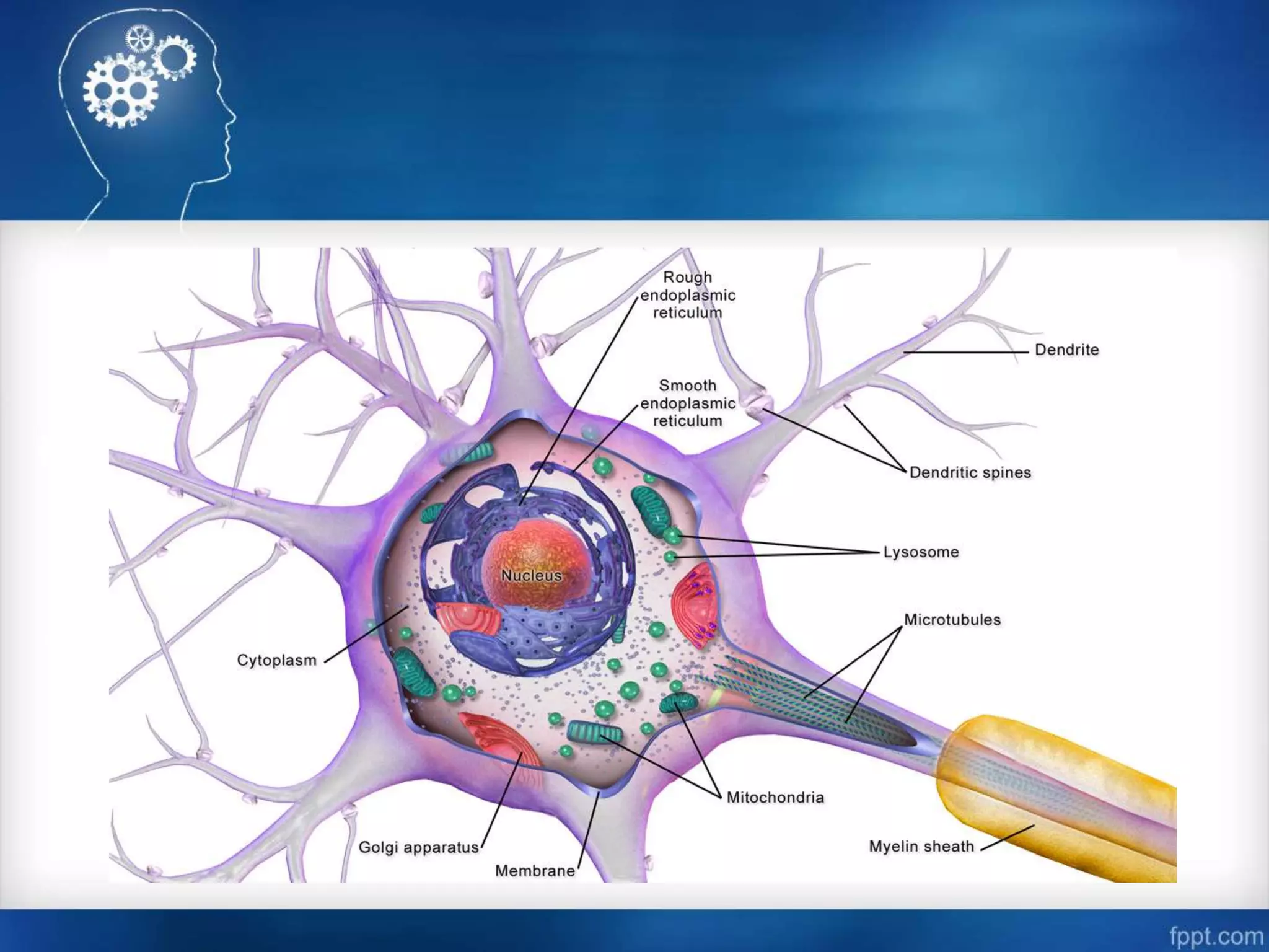 an introduction to neuropsychology | PPT
