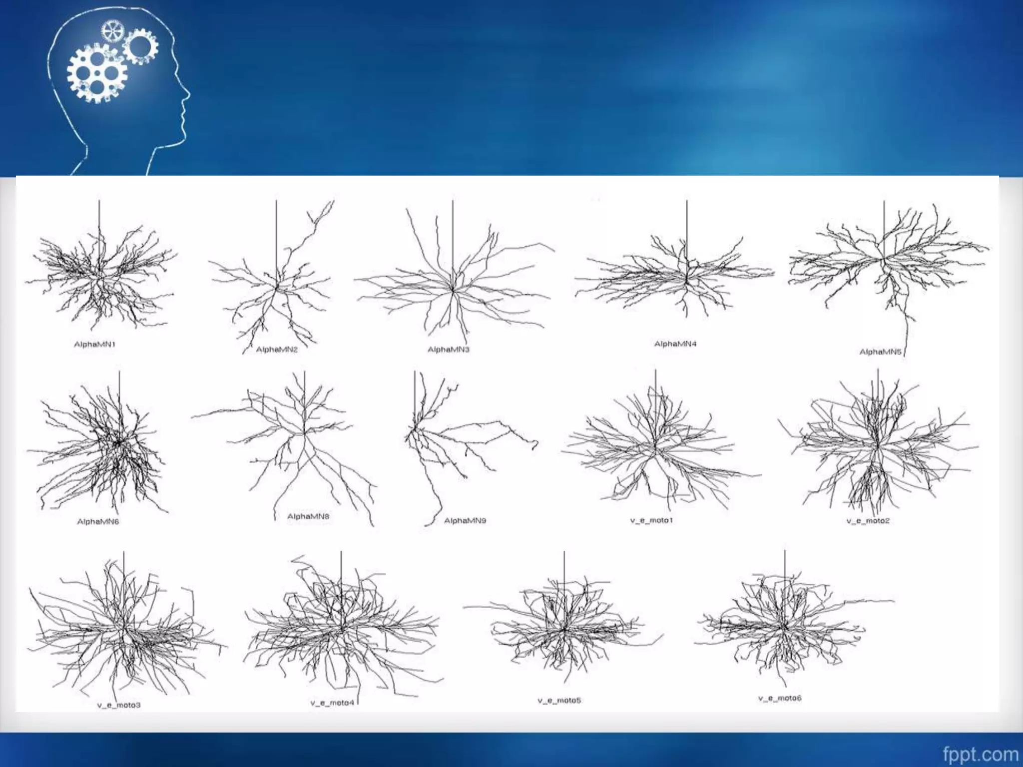an introduction to neuropsychology | PPT