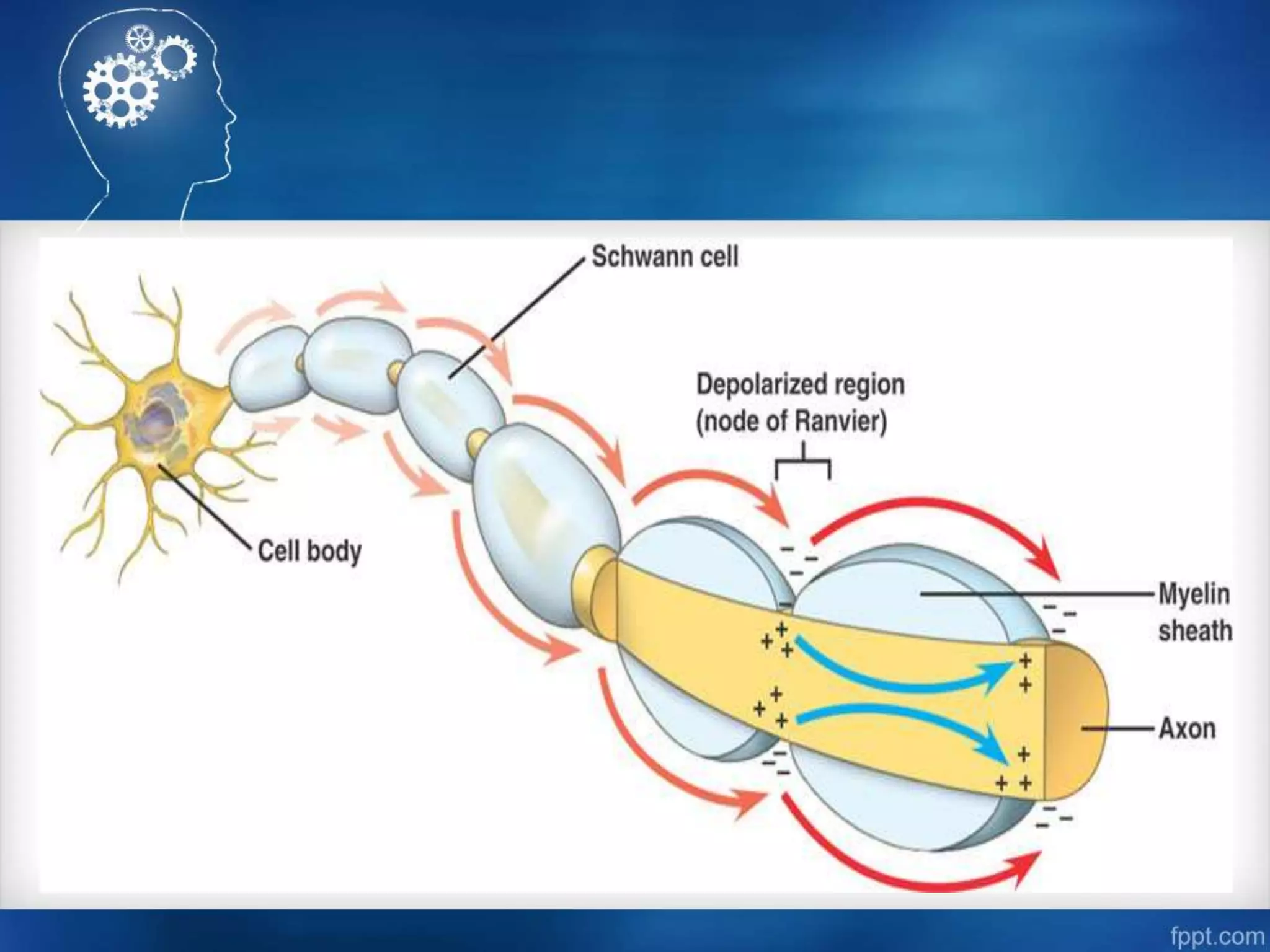 an introduction to neuropsychology | PPT