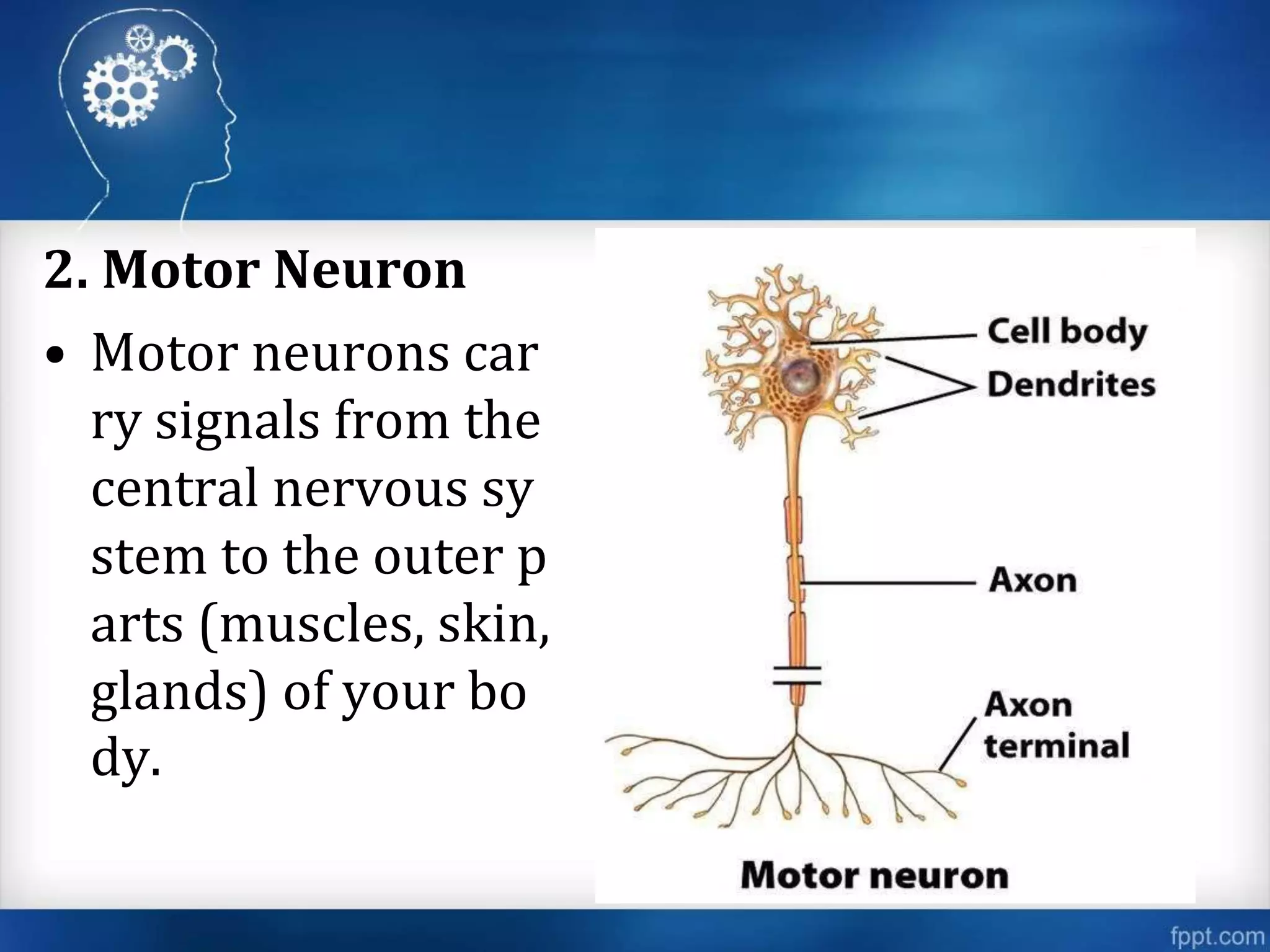 an introduction to neuropsychology | PPT