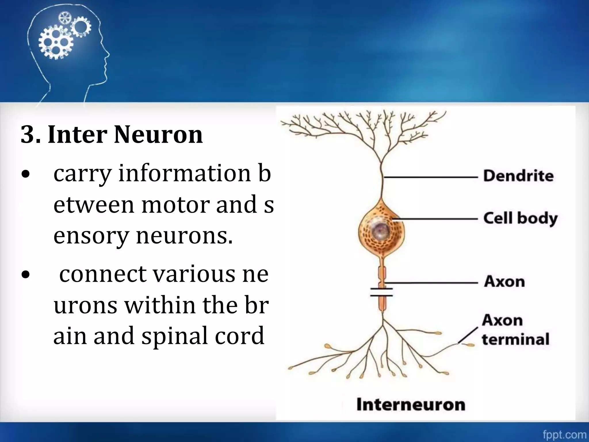an introduction to neuropsychology | PPT